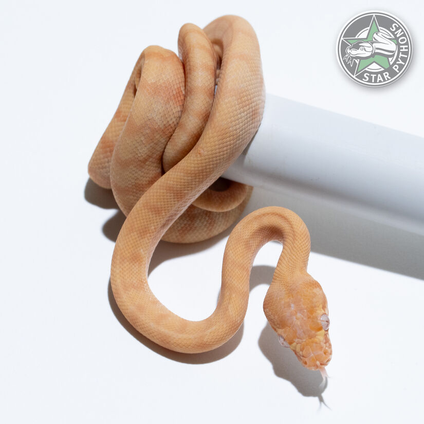 Carpet Python Subspecies - The Morelia Spilota Complex