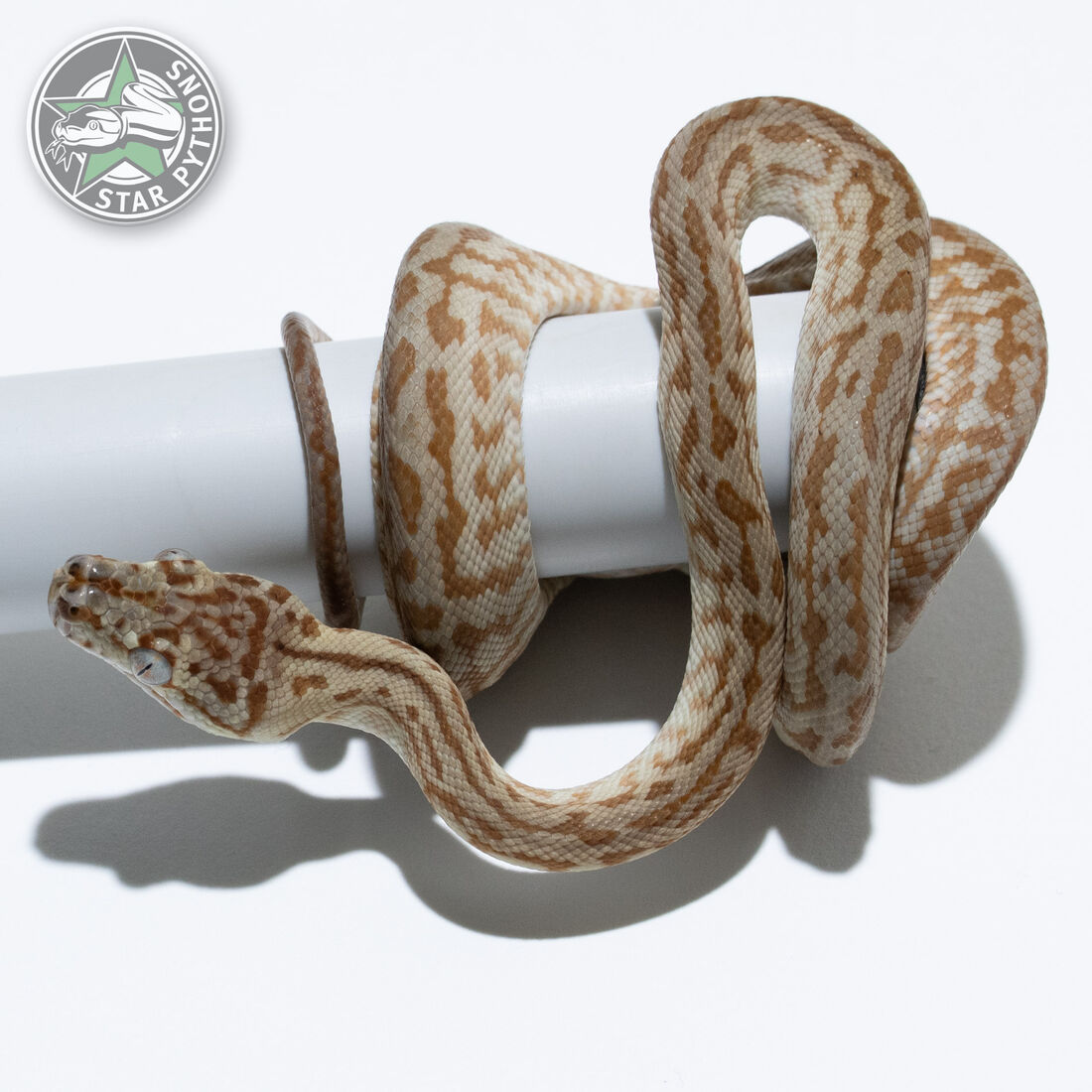 Jaguar Carpet Pythons - Morelia spilota