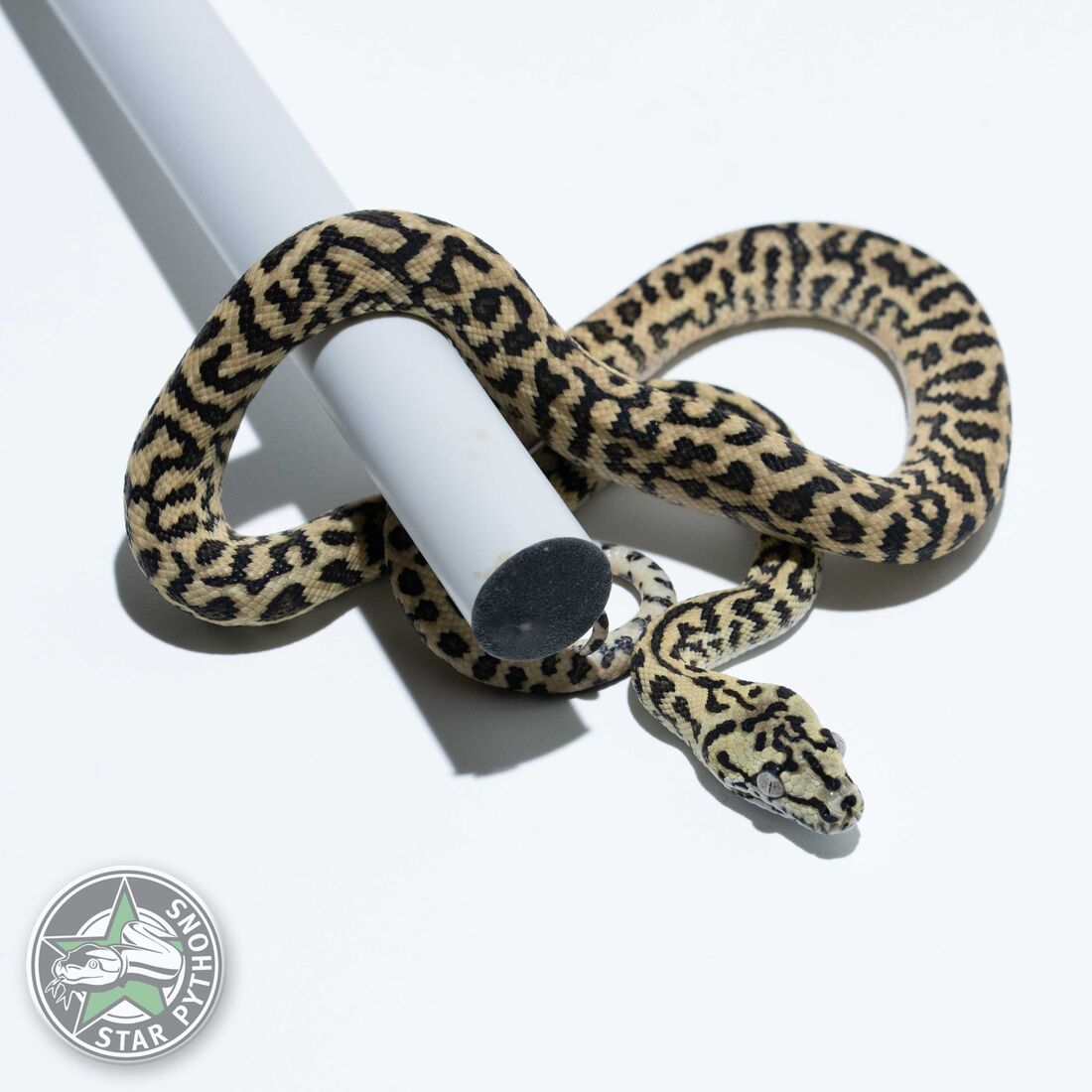 Jaguar Carpet Pythons - Morelia spilota