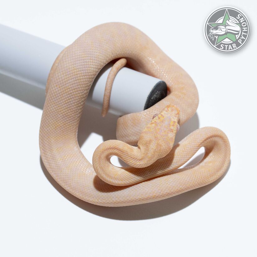 Axanthic Carpet Pythons - Morelia spilota