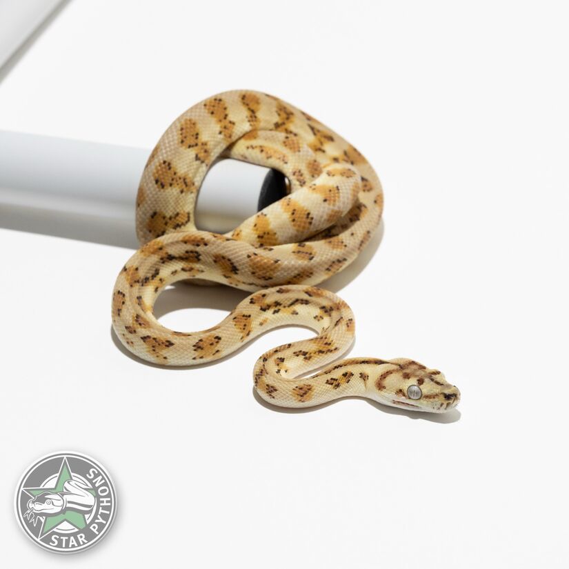 Jaguar Carpet Pythons - Morelia spilota