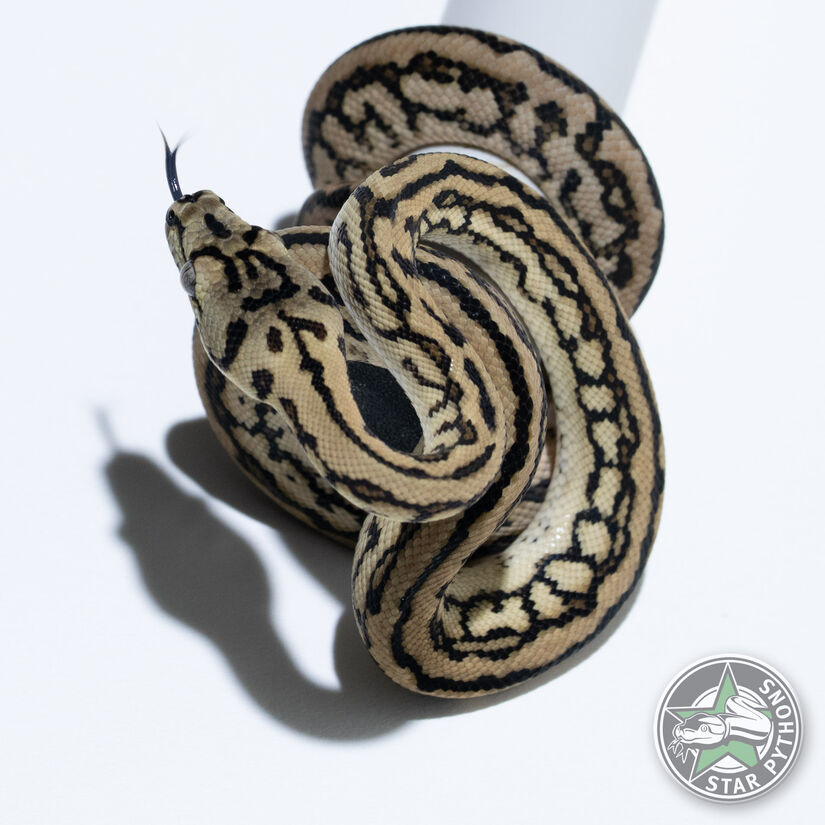 Jaguar Carpet Pythons - Morelia spilota