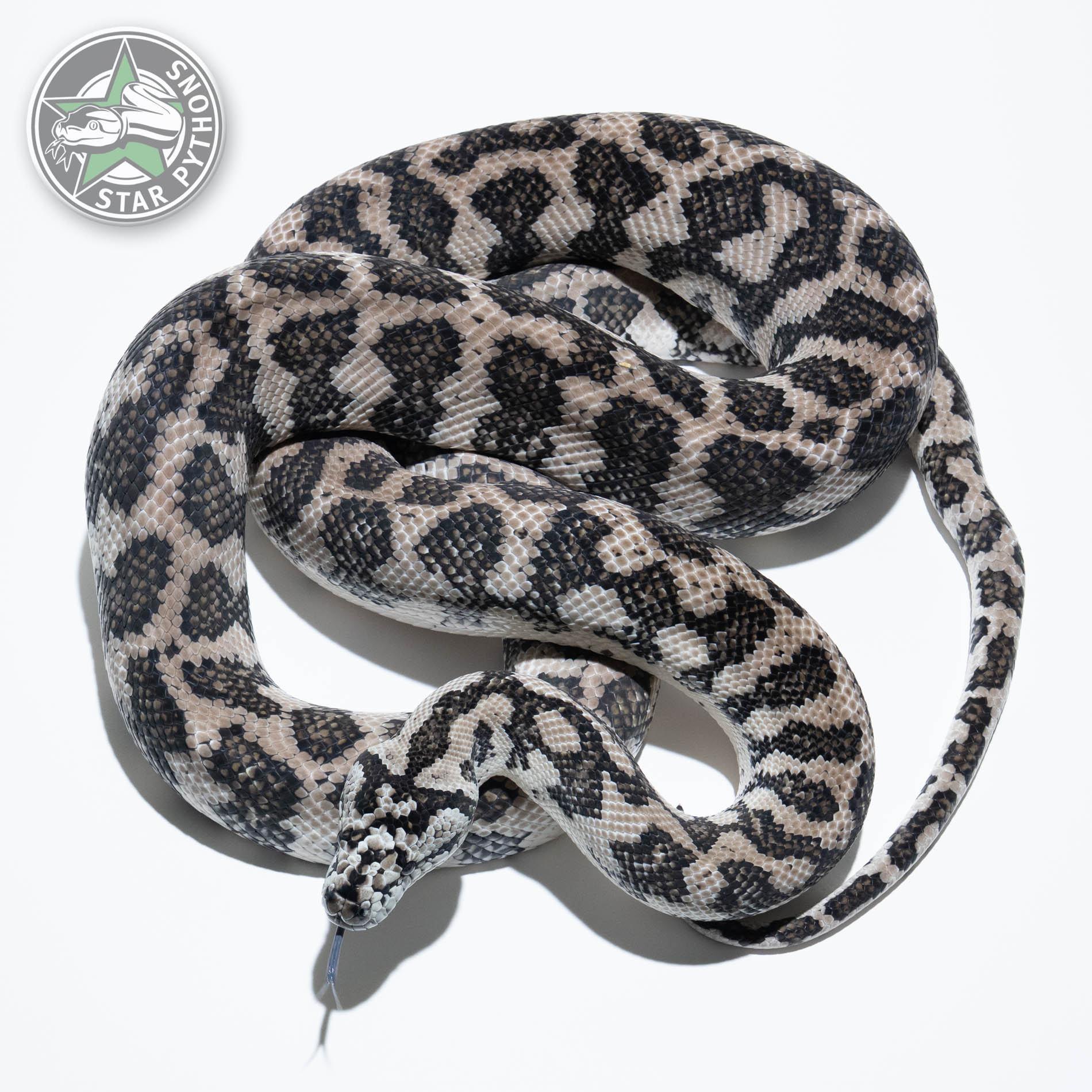 Axanthic Carpet Pythons: Genetics, Photos & Availability | StarPythons